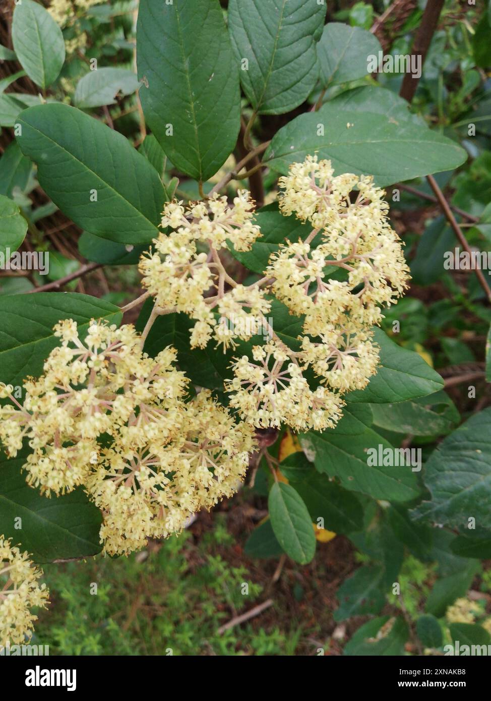 Kumarahou hi-res stock photography and images - Alamy