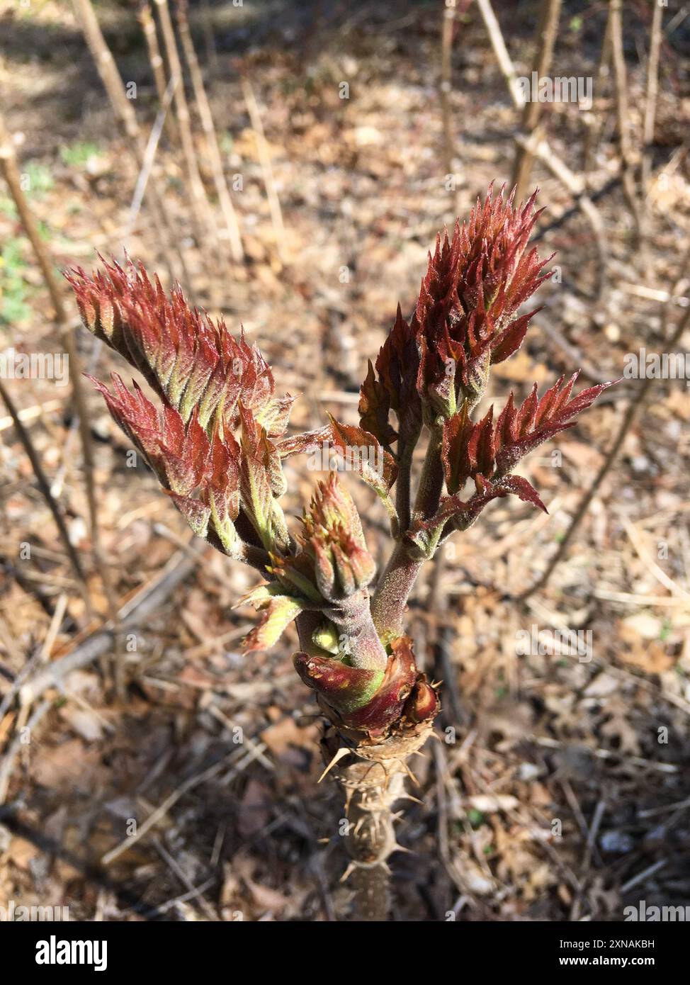 Japanese angelica tree (Aralia elata) Plantae Stock Photo - Alamy
