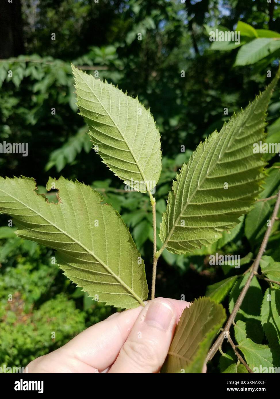 American hophornbeam (Ostrya virginiana) Plantae Stock Photo - Alamy