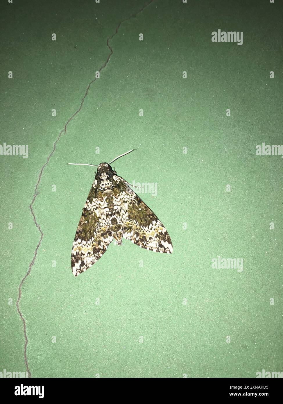 Rustic Sphinx (Manduca rustica) Insecta Stock Photo - Alamy