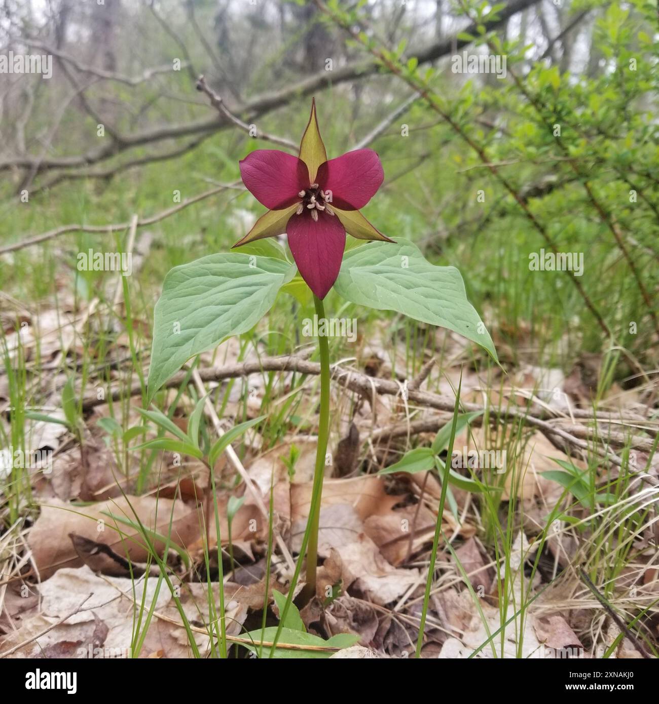 red trillium (Trillium erectum) Plantae Stock Photo - Alamy