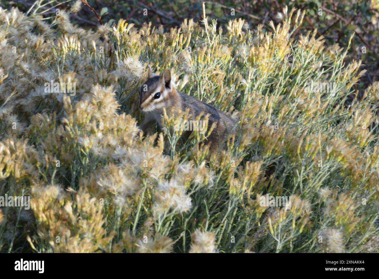 Cliff Chipmunk (Neotamias dorsalis) Mammalia Stock Photo - Alamy