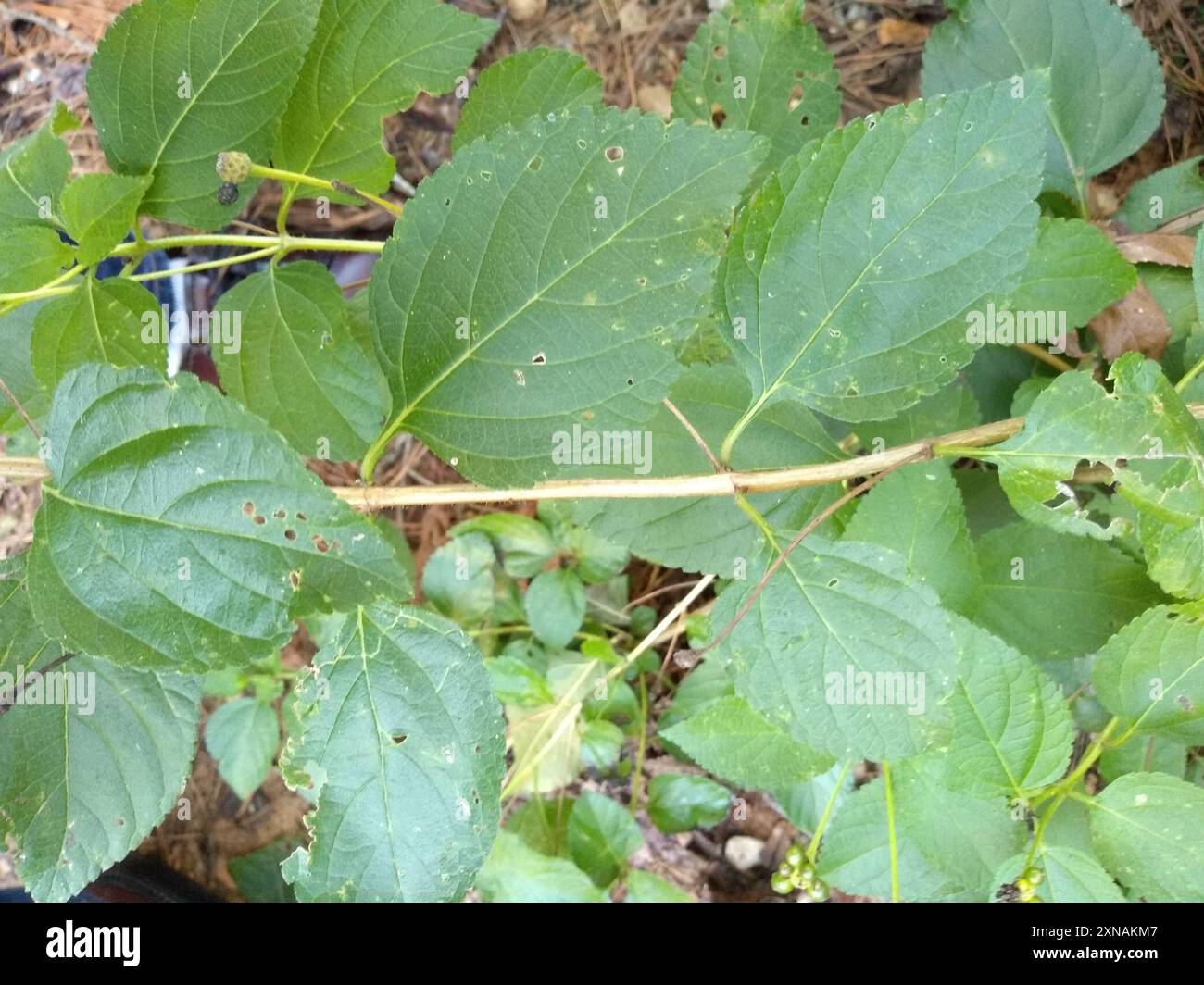 lantanas (Lantana) Plantae Stock Photo - Alamy