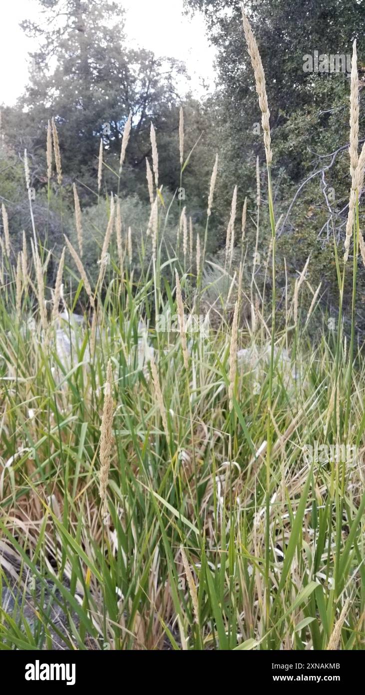 giant wild rye (Leymus condensatus) Plantae Stock Photo - Alamy