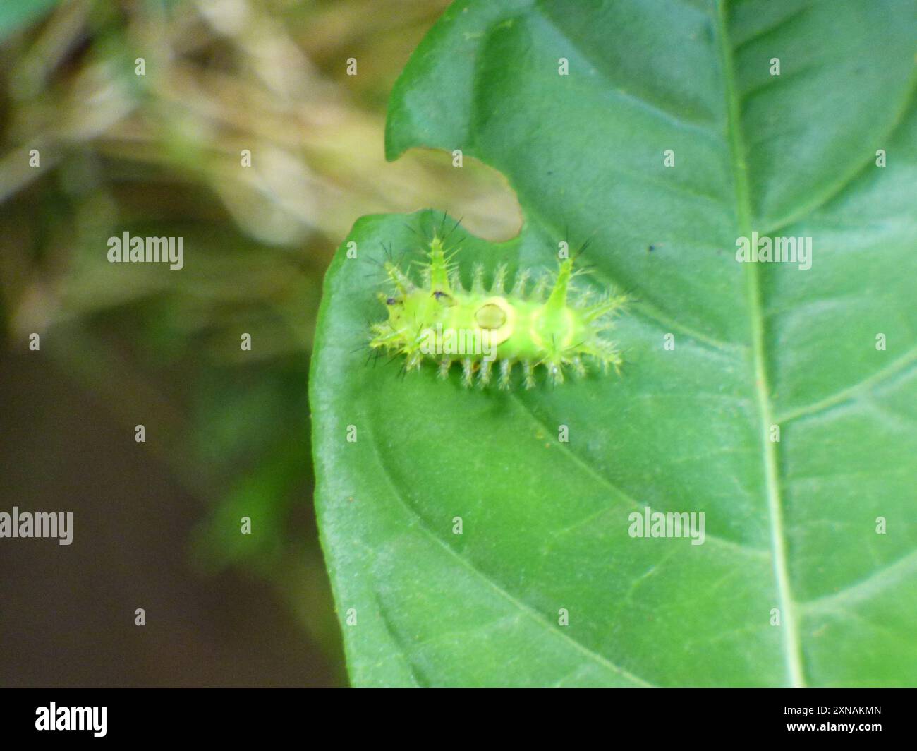 Saddleback Caterpillar Moths and Allies (Acharia) Insecta Stock Photo ...