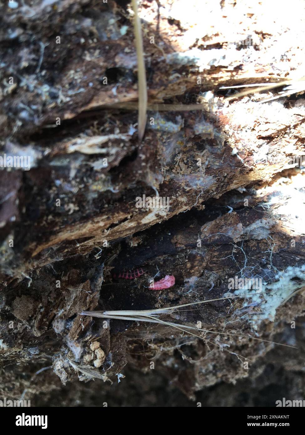 California Pink Glowworm (Microphotus angustus) Insecta Stock Photo - Alamy