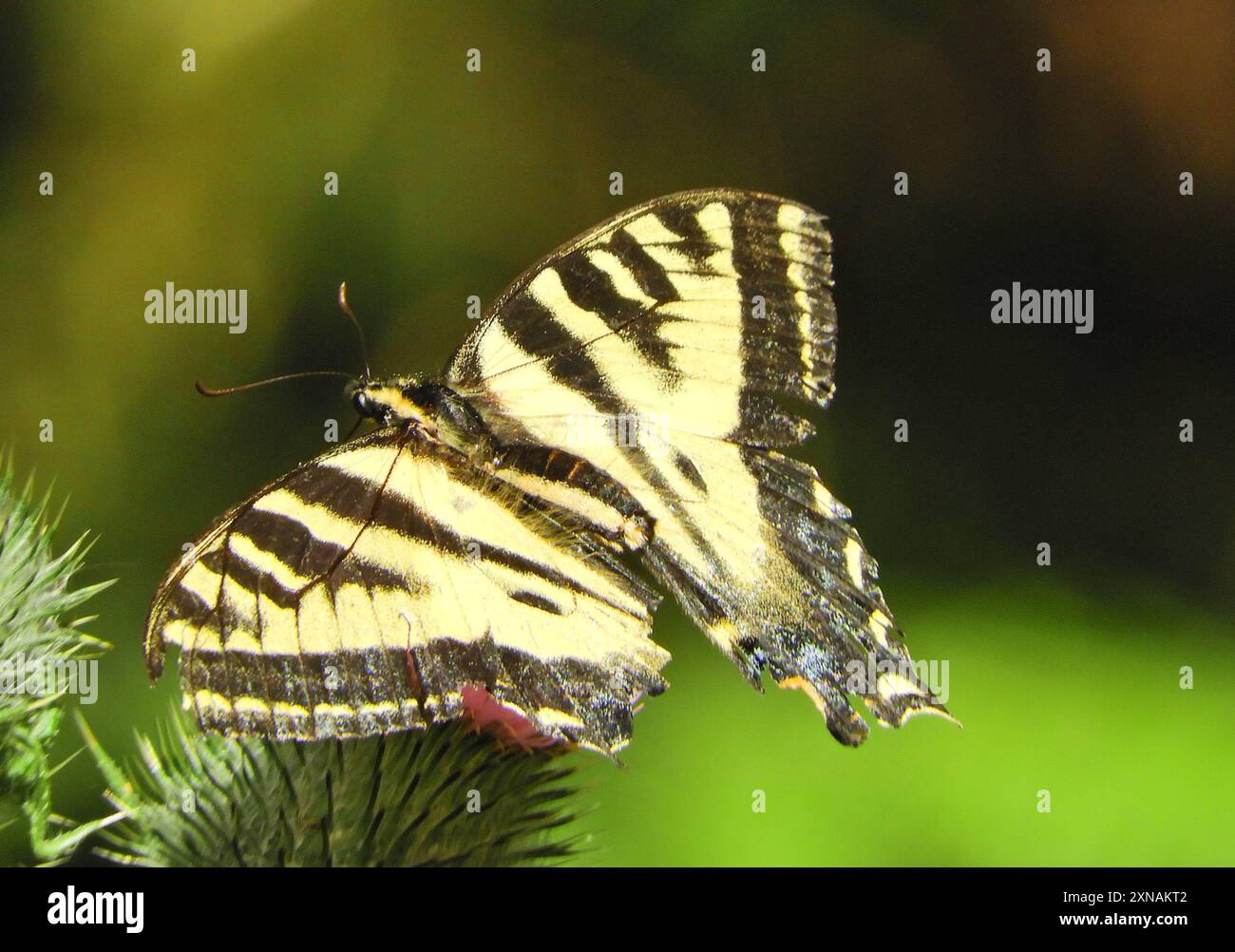 Western Tiger Swallowtail (Papilio rutulus) Insecta Stock Photo - Alamy