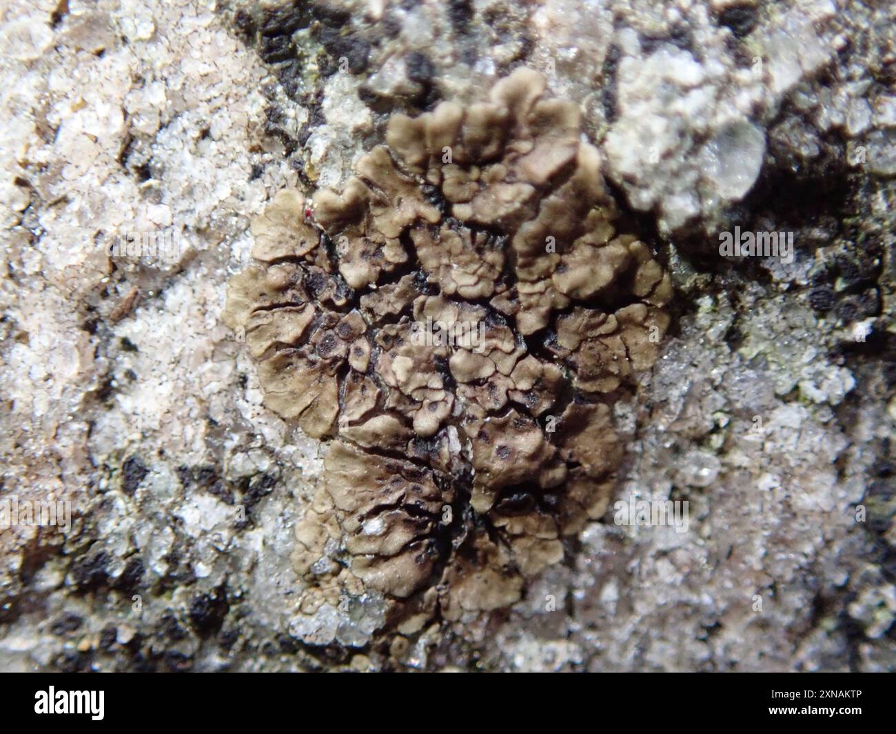 brown cobblestone lichen (Acarospora fuscata) Fungi Stock Photo - Alamy