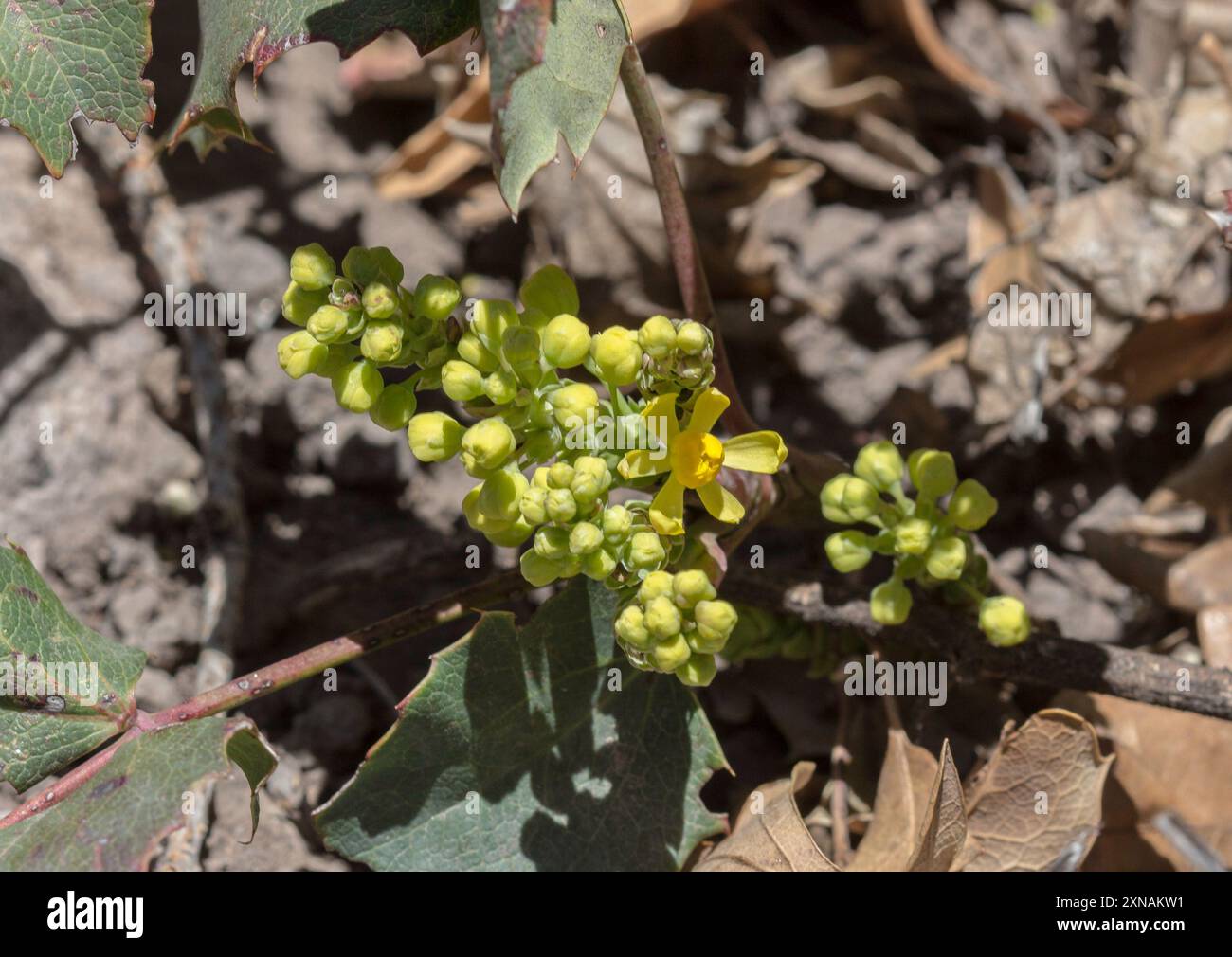 creeping mahonia (Berberis repens) Plantae Stock Photo - Alamy