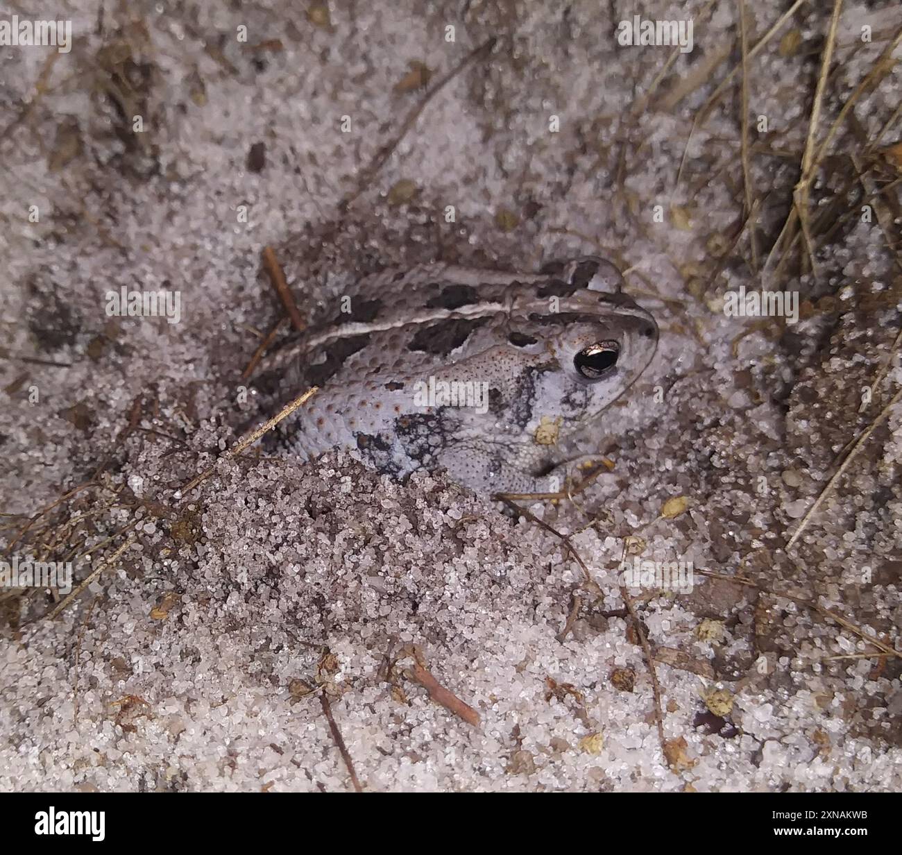 Oak Toad (Anaxyrus quercicus) Amphibia Stock Photo - Alamy