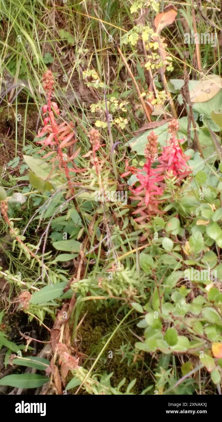 Queen's Crown (Rhodiola rhodantha) Plantae Stock Photo - Alamy