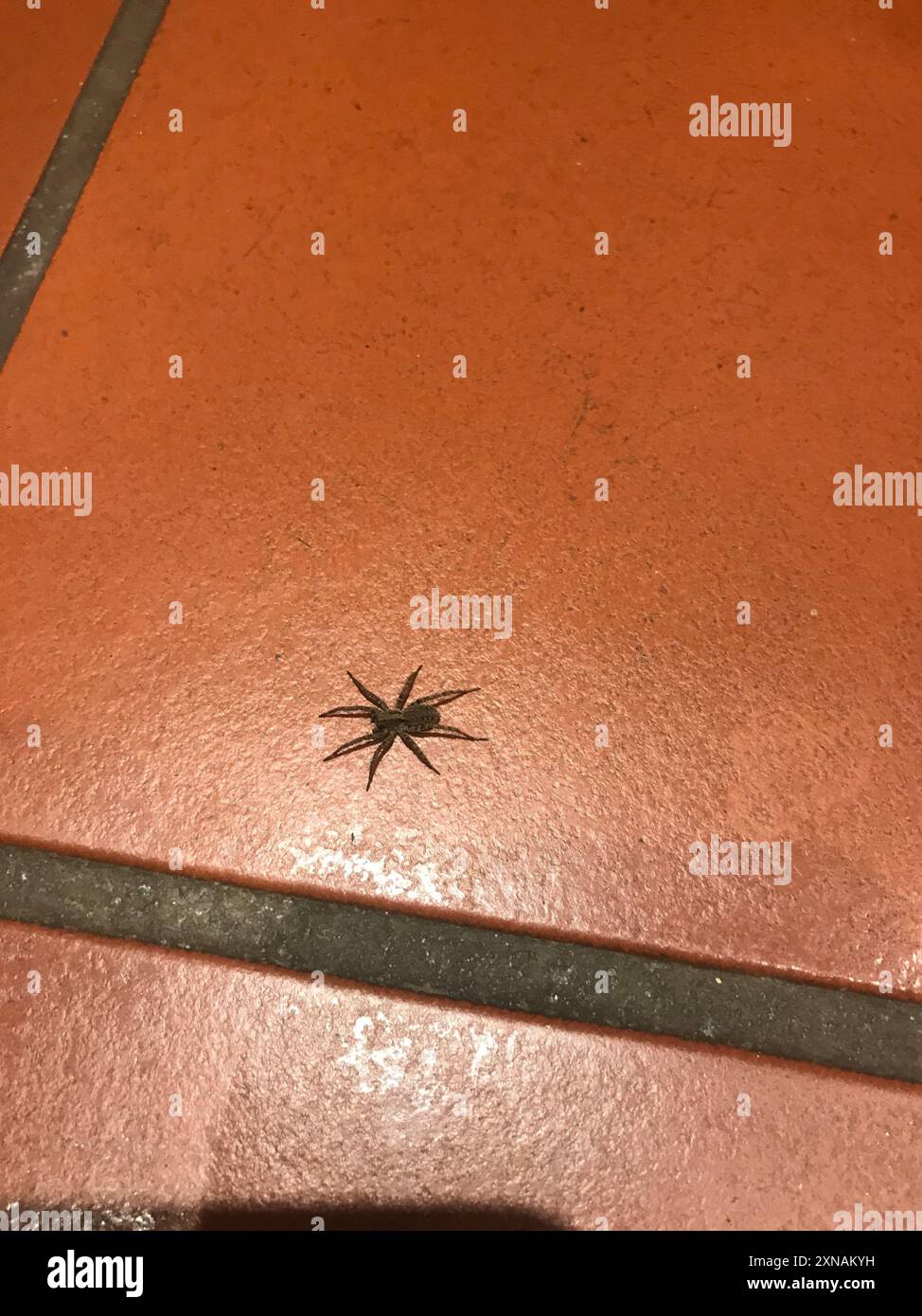 Fox Spiders (Alopecosa) Arachnida Stock Photo - Alamy