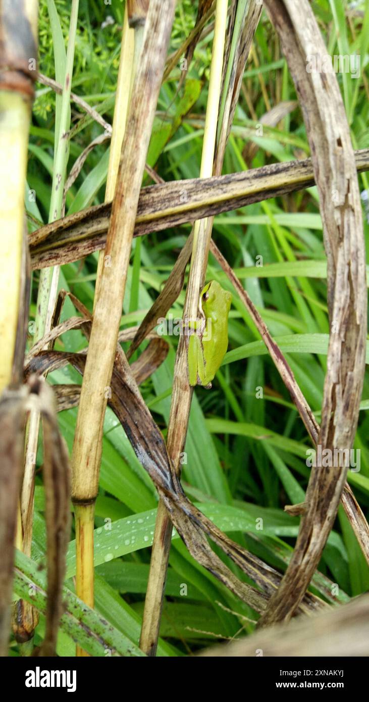 Eastern Dwarf Tree Frog (Litoria fallax) Amphibia Stock Photo - Alamy