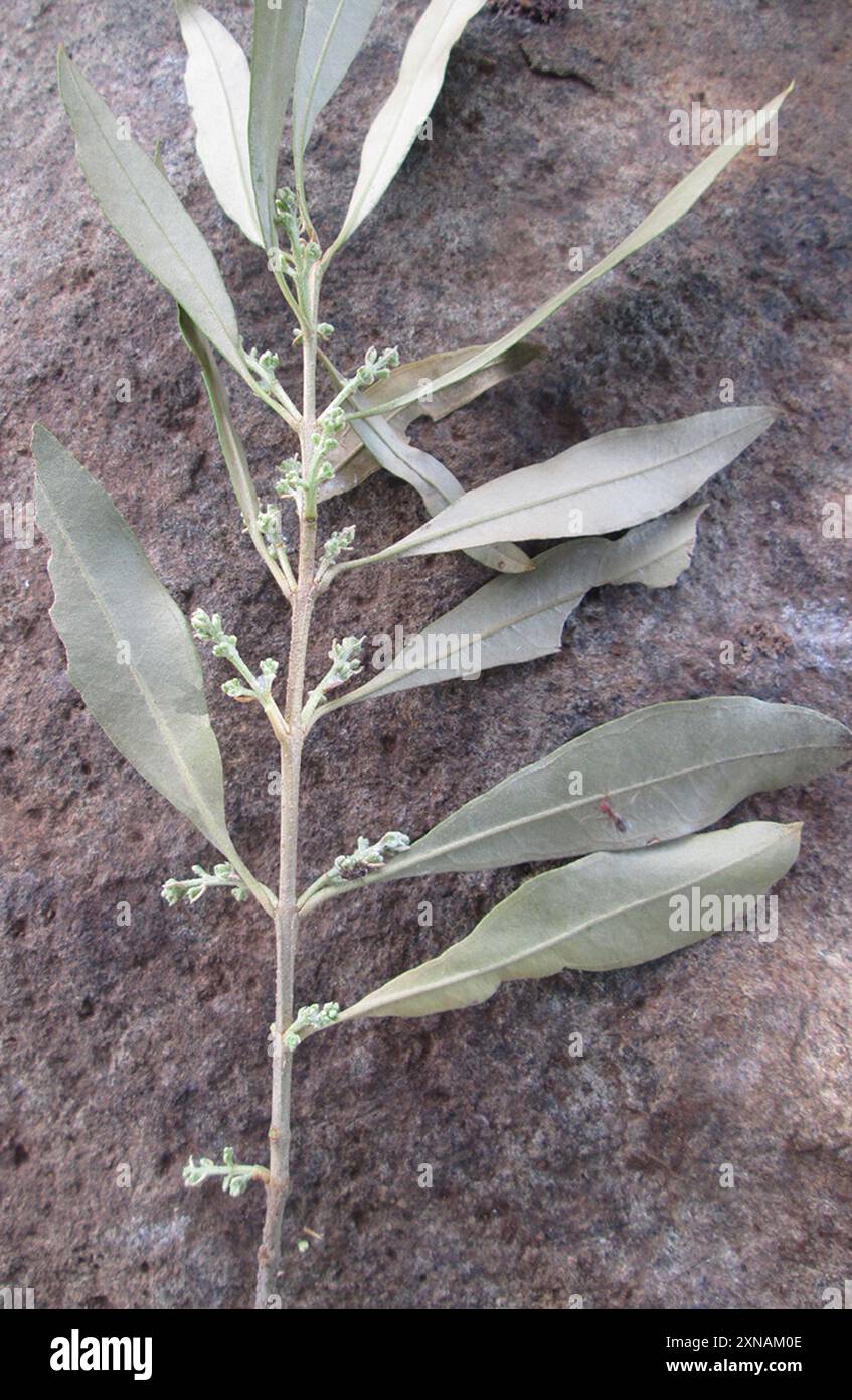 African olive (Olea europaea cuspidata) Plantae Stock Photo - Alamy