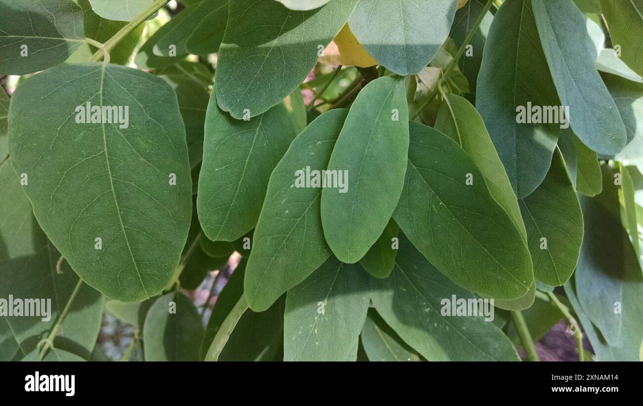 plants (Plantae) Plantae Stock Photo - Alamy