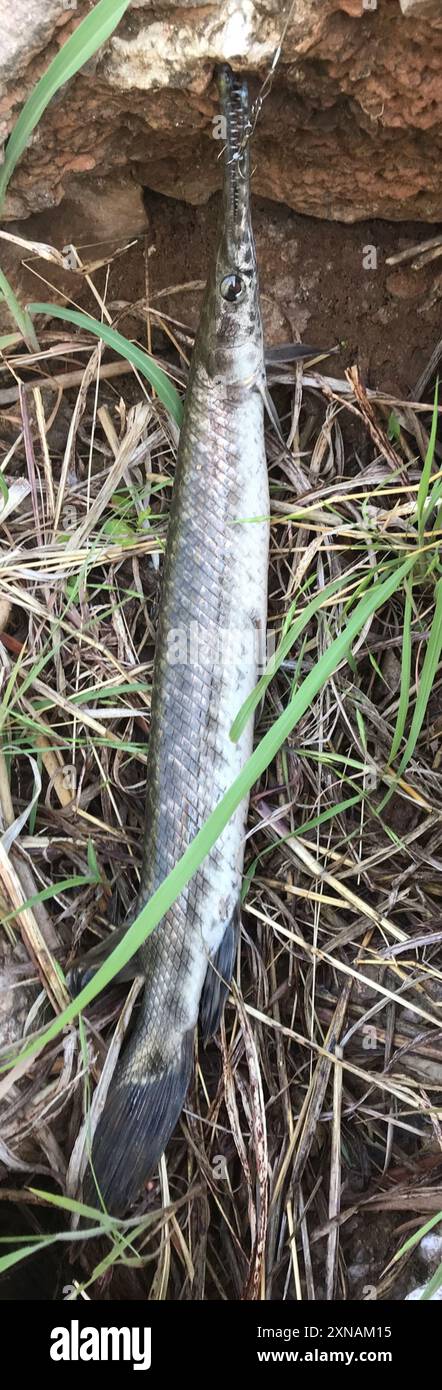 Spotted Gar (Lepisosteus oculatus) Actinopterygii Stock Photo - Alamy