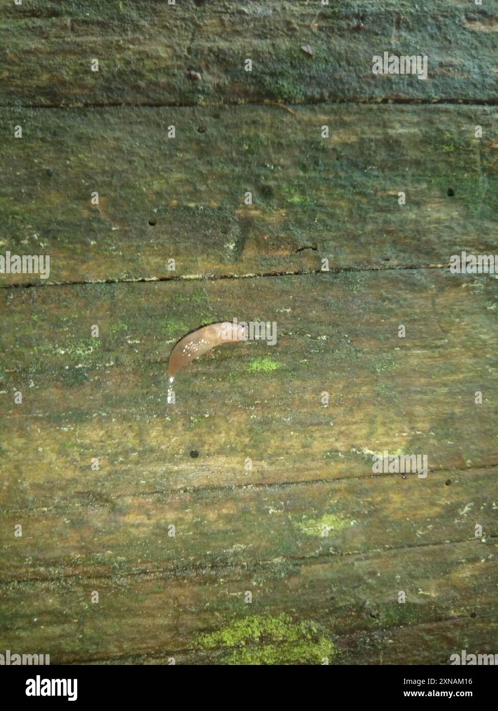 Changeable Mantleslug (Megapallifera mutabilis) Mollusca Stock Photo ...