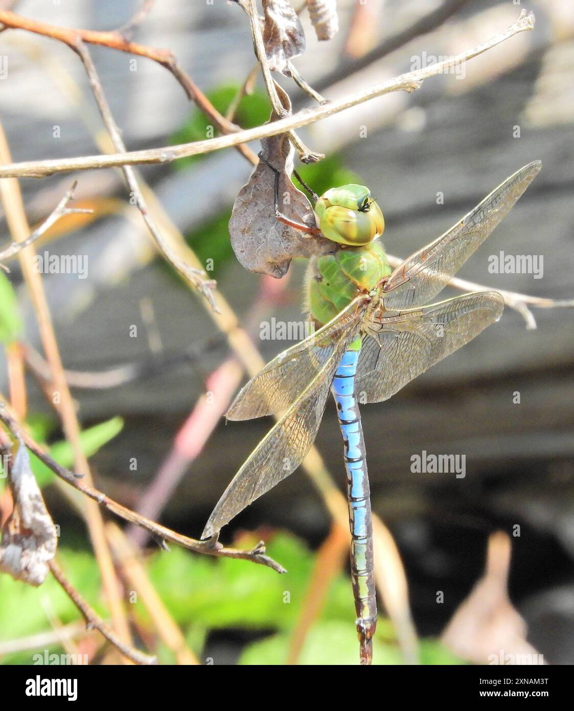 Common Green Darner (Anax junius) Insecta Stock Photo - Alamy