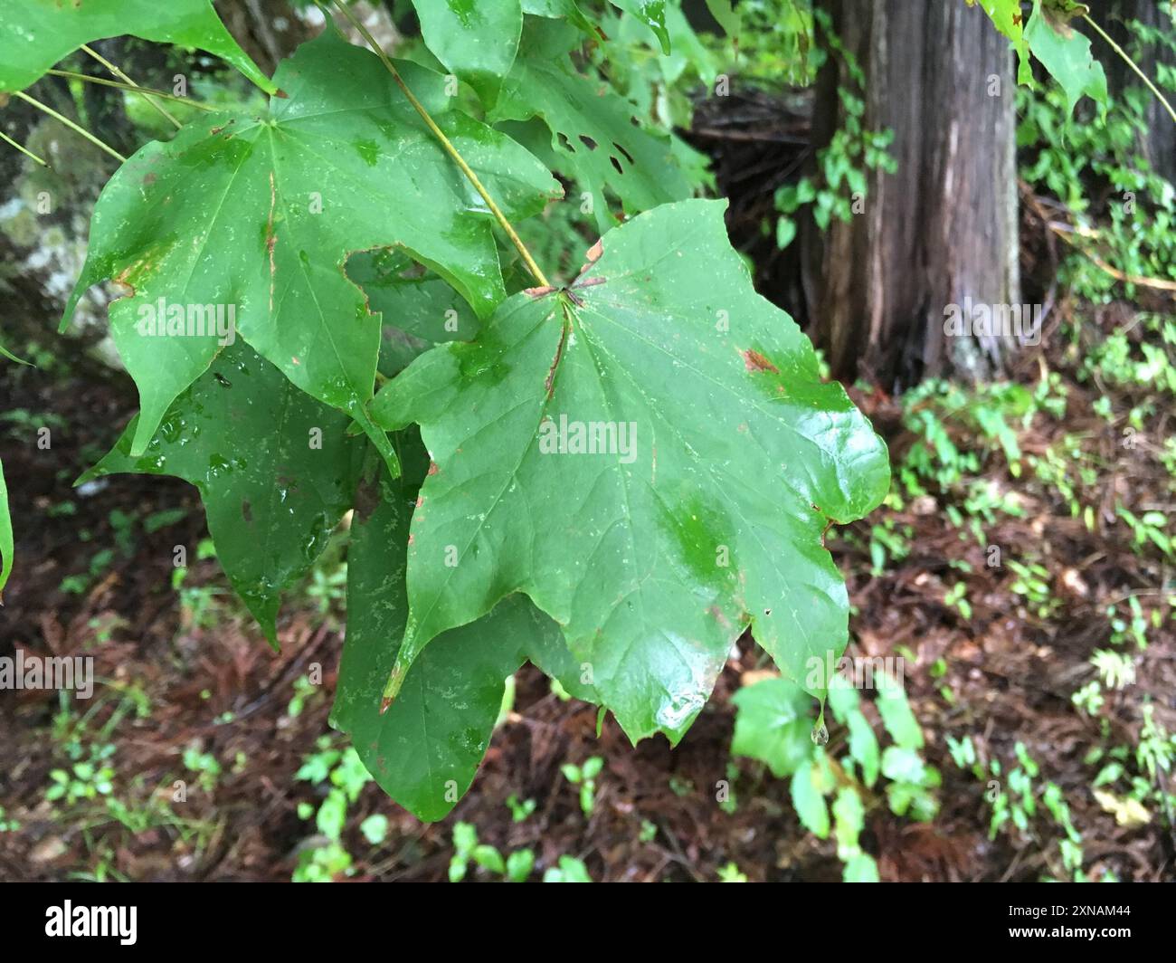 Acer mono hi-res stock photography and images - Alamy