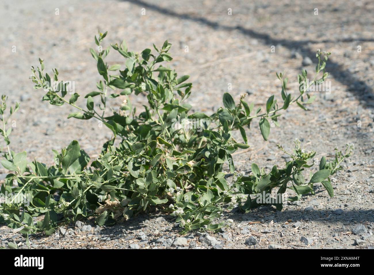 broadleaved pepperweed (Lepidium latifolium) Plantae Stock Photo - Alamy