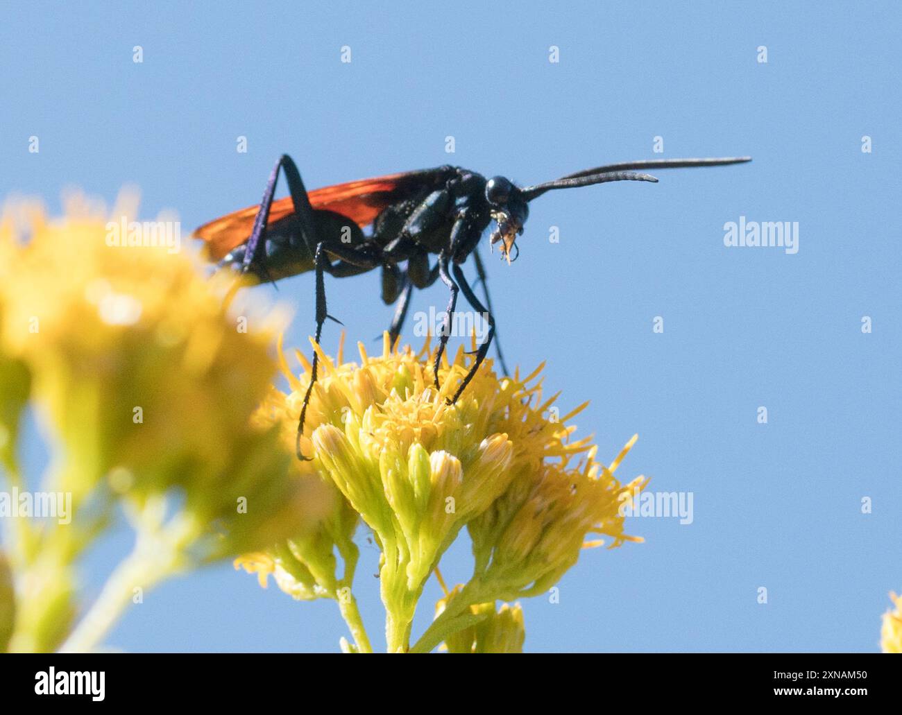 New World Tarantula-hawk Wasps (Pepsis) Insecta Stock Photo - Alamy