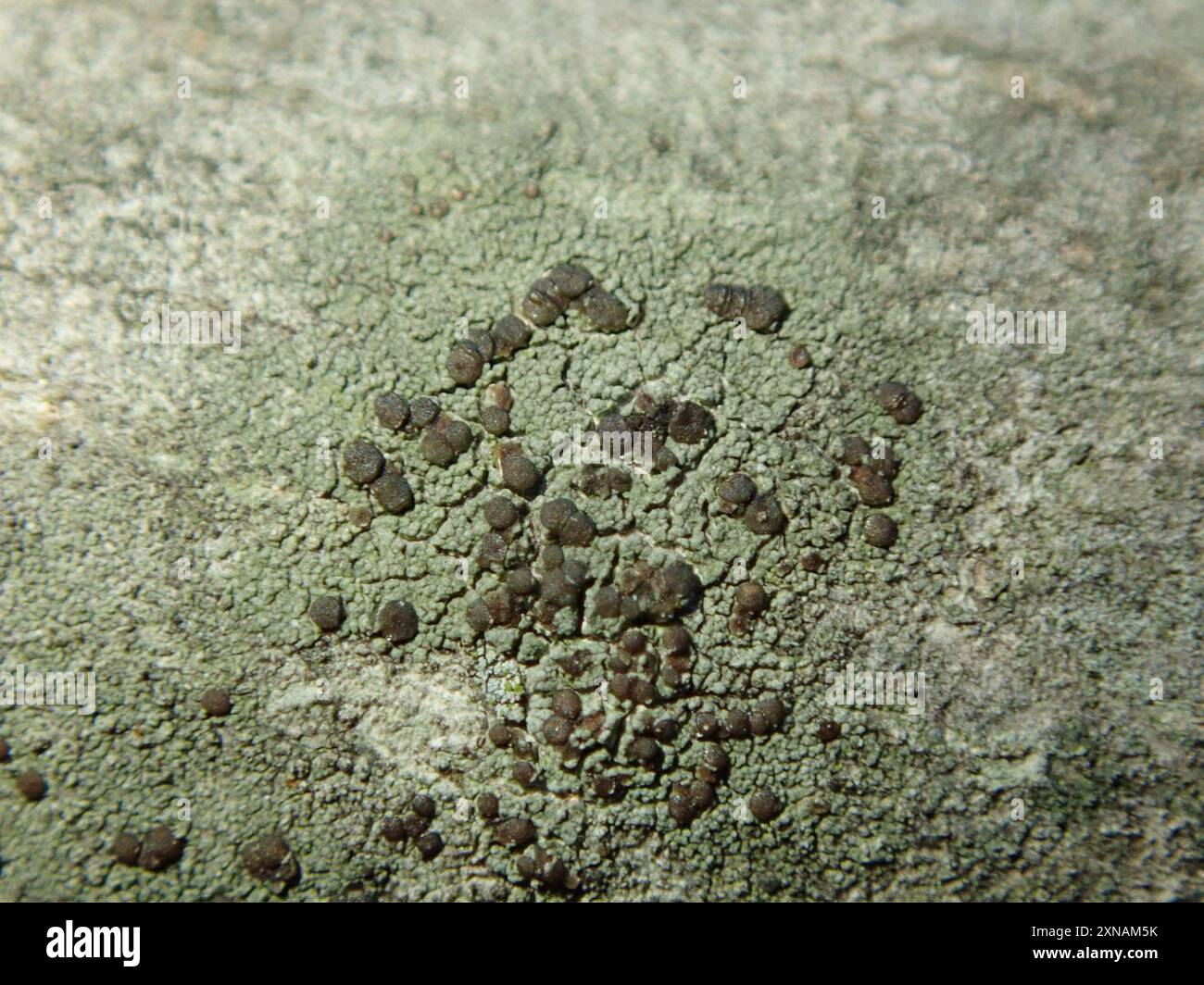 Variable Brown Dotlets (Lecidea varians) Fungi Stock Photo - Alamy