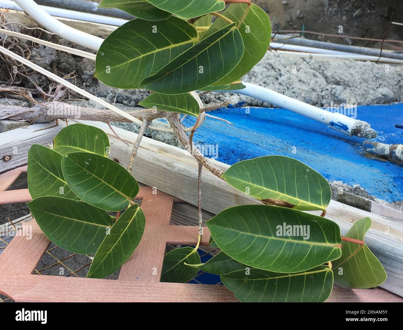 Shortleaf Fig (Ficus citrifolia) Plantae Stock Photo - Alamy