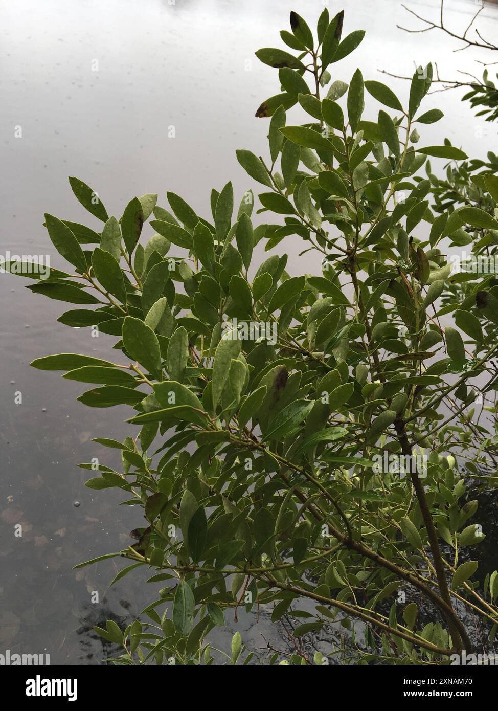 gallberry (Ilex glabra) Plantae Stock Photo - Alamy