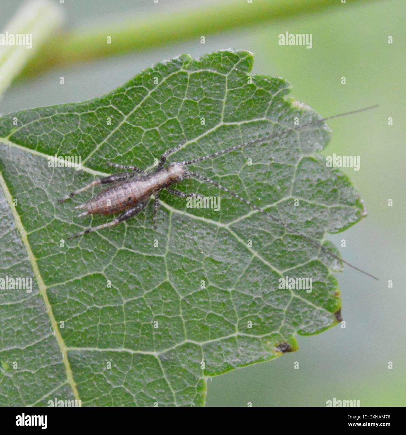 Jumping Bush Cricket (Hapithus saltator) Insecta Stock Photo - Alamy