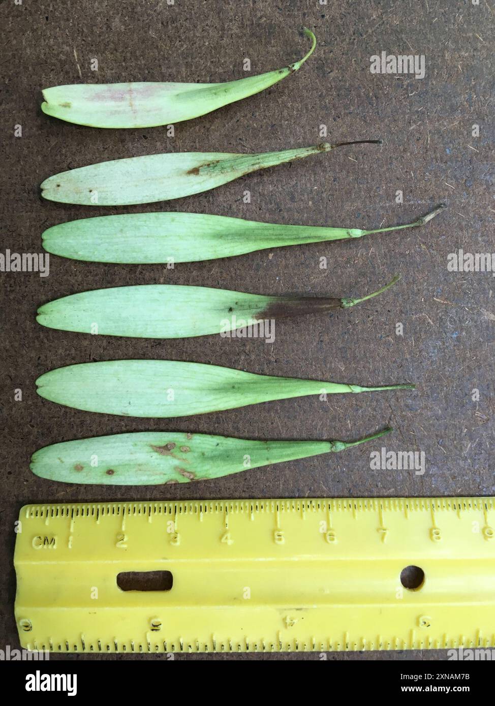 pumpkin ash (Fraxinus profunda) Plantae Stock Photo - Alamy