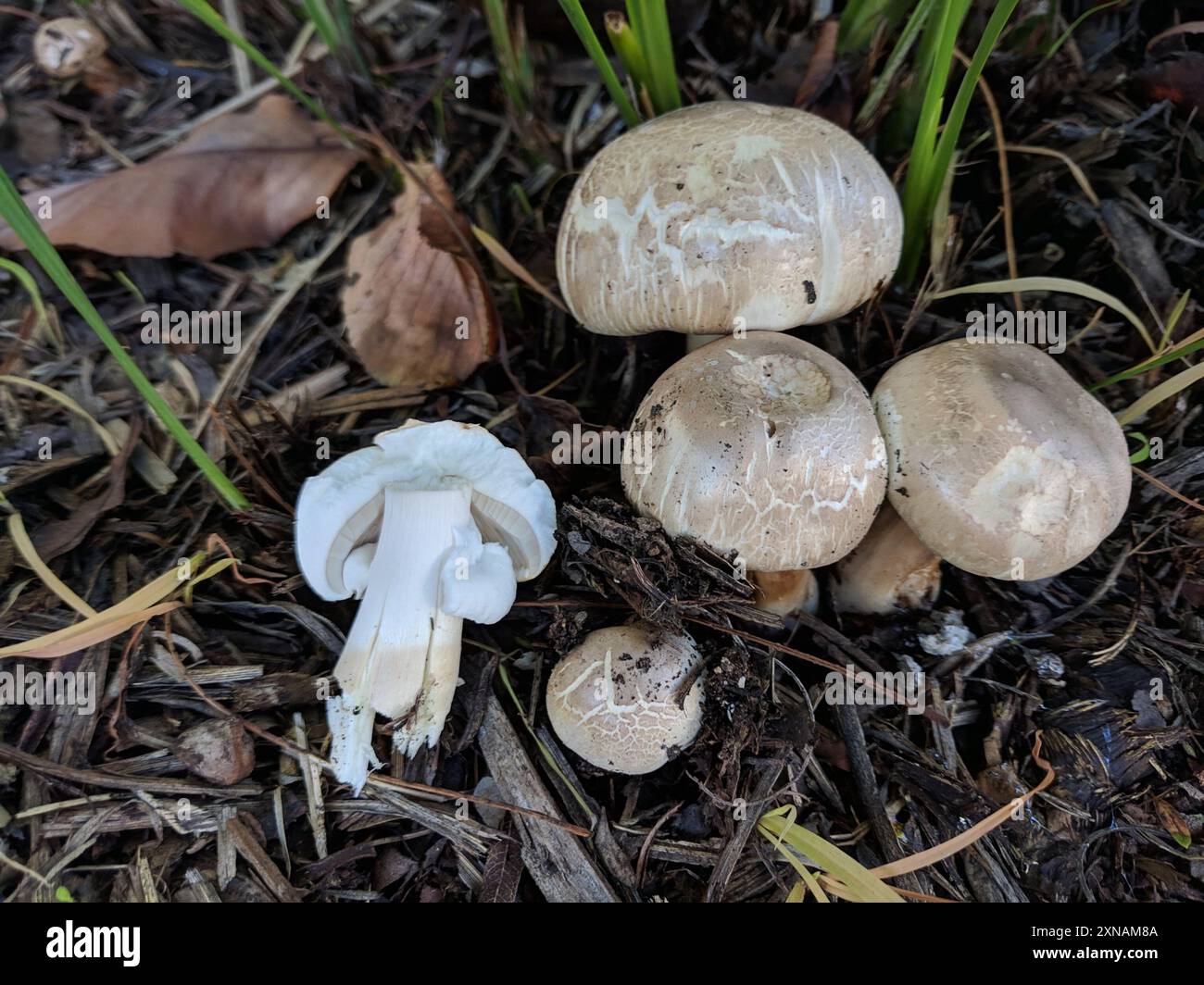 Yellow Stainer (Agaricus xanthodermus) Fungi Stock Photo - Alamy