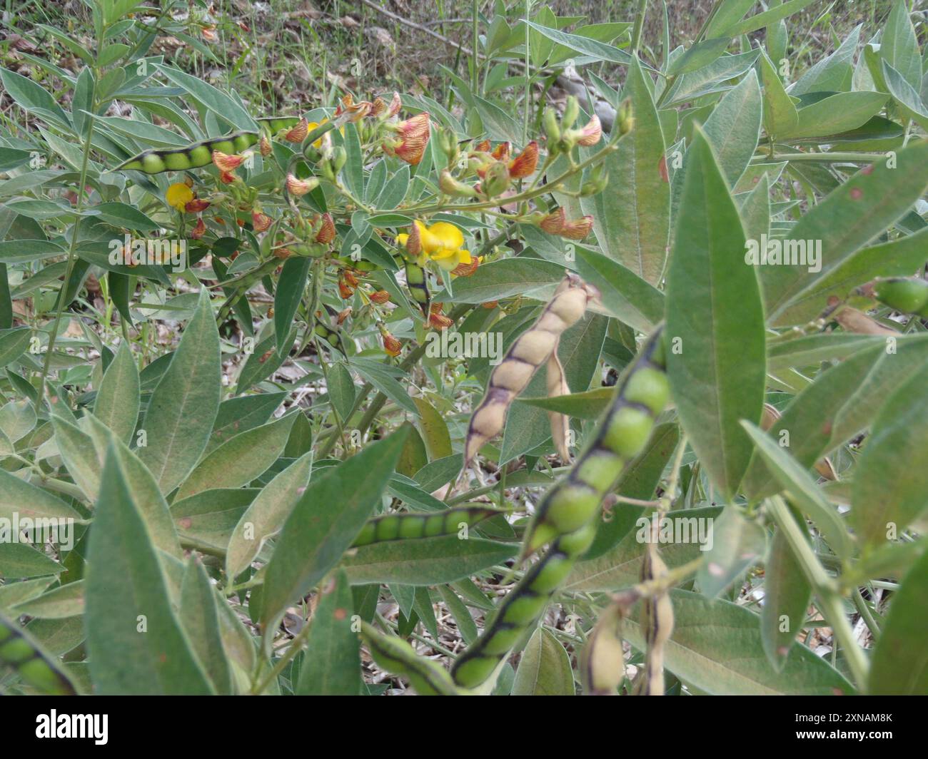 Pigeon Pea (Cajanus cajan) Plantae Stock Photo - Alamy