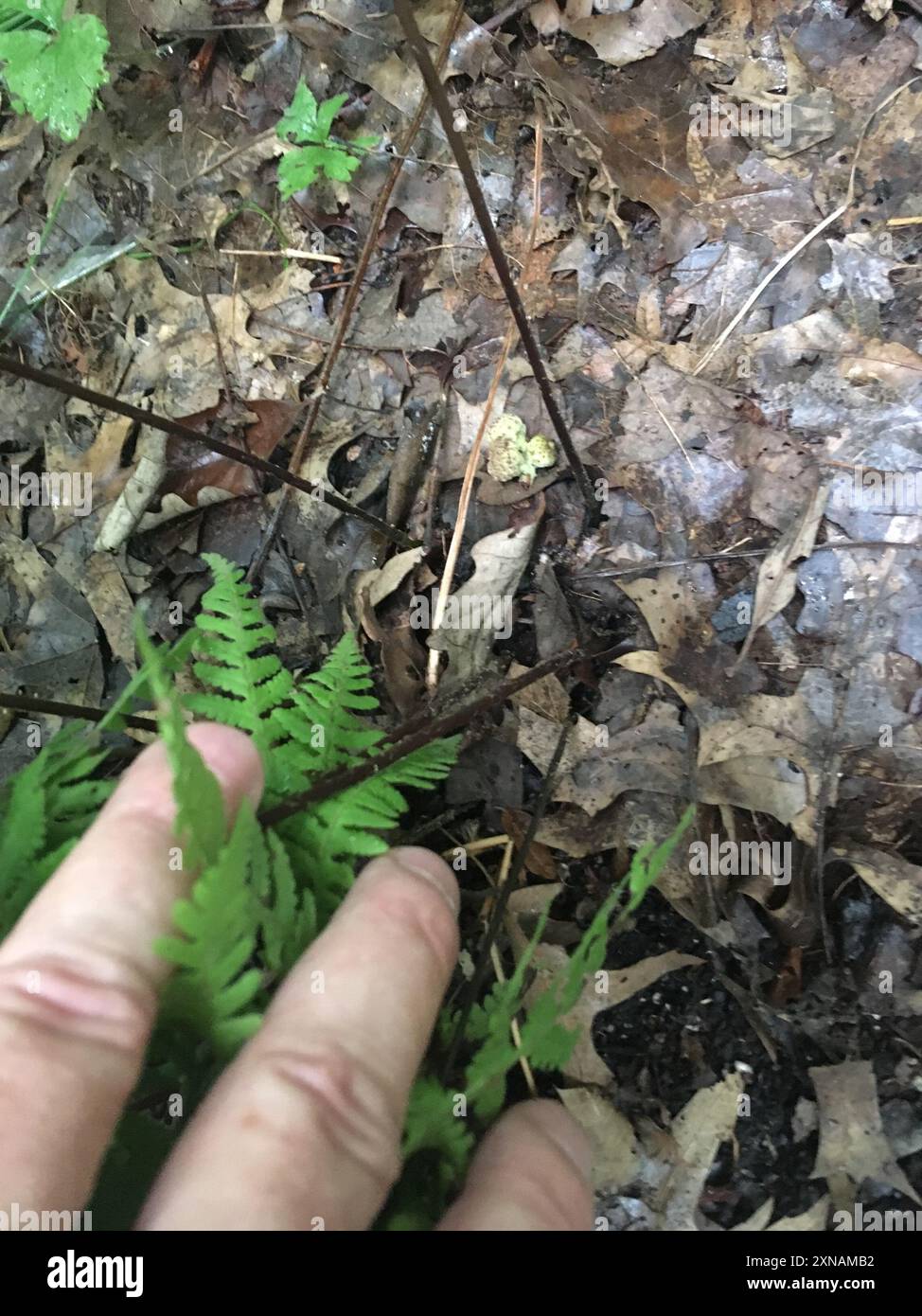 broad beech fern (Phegopteris hexagonoptera) Plantae Stock Photo - Alamy