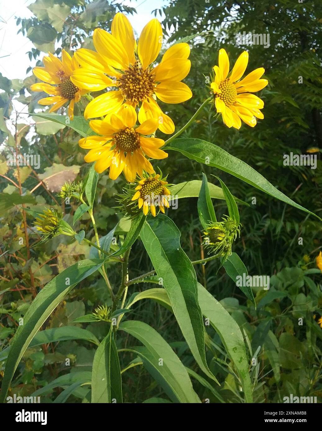 sawtooth sunflower (Helianthus grosseserratus) Plantae Stock Photo - Alamy