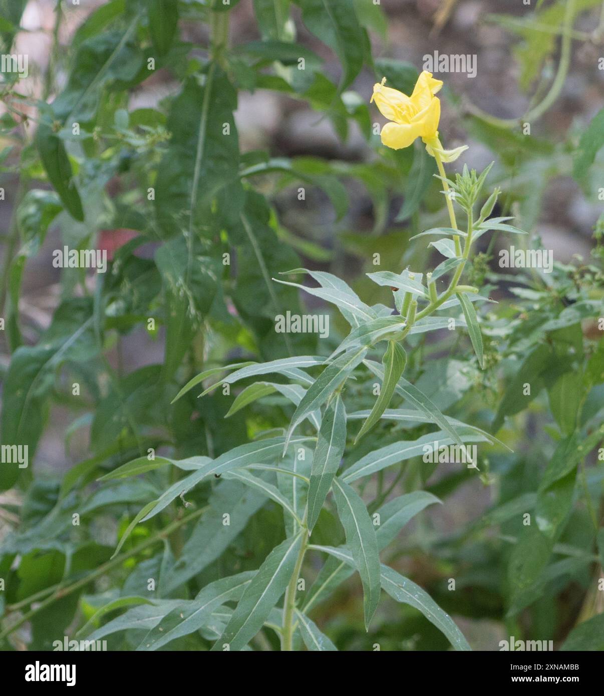tall evening primrose (Oenothera elata) Plantae Stock Photo - Alamy
