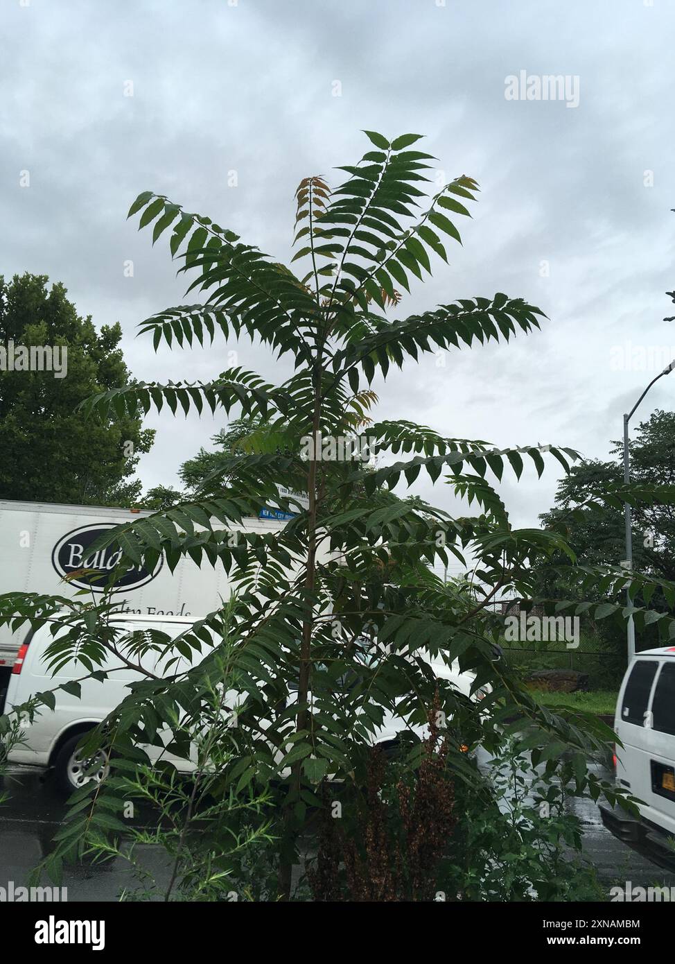 tree-of-heaven (Ailanthus altissima) Plantae Stock Photo - Alamy