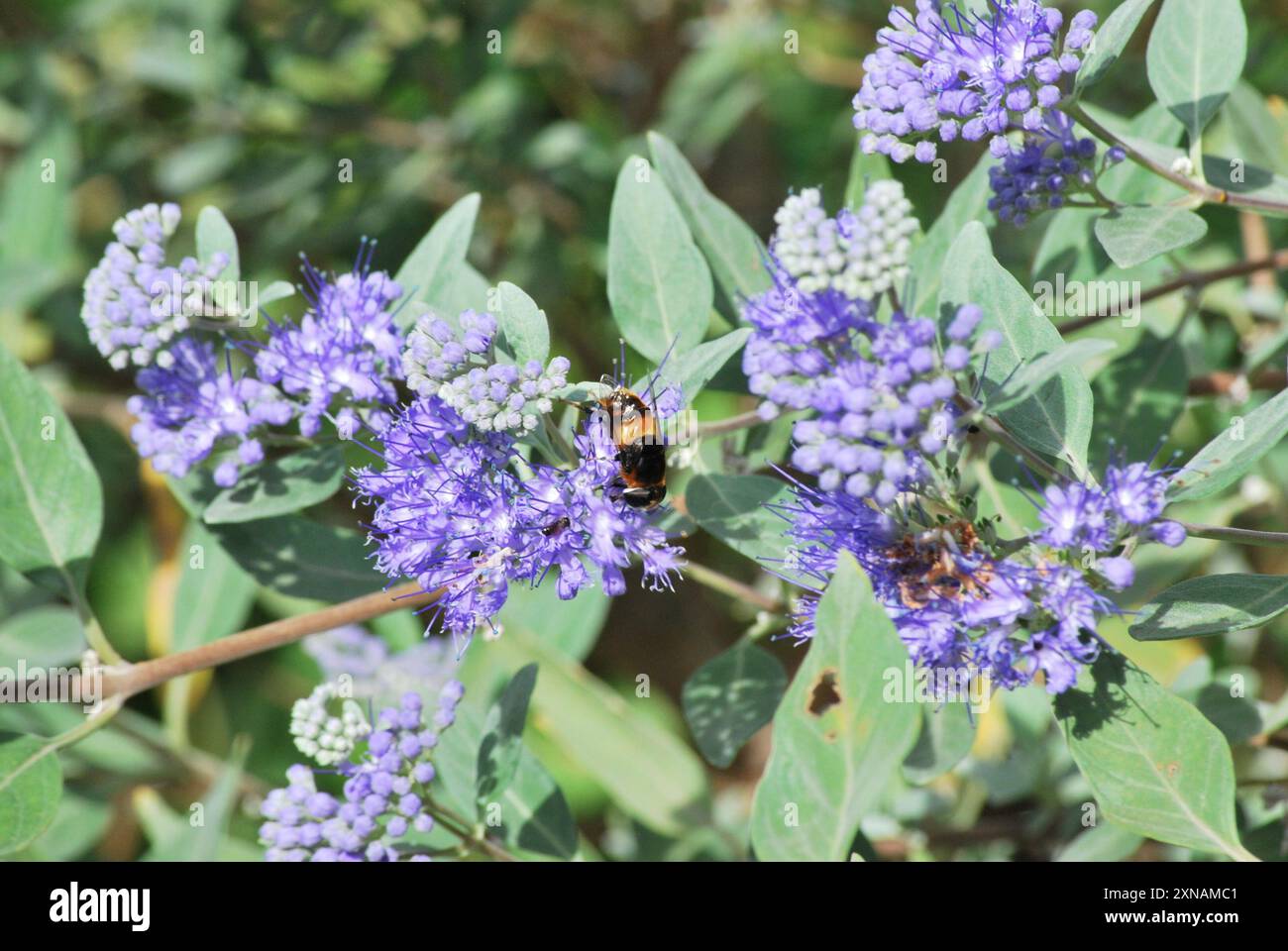 (Phytomia zonata) Insecta Stock Photo - Alamy