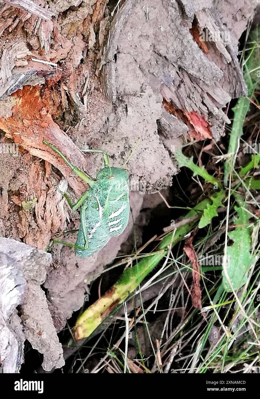 Redcrest Bladderhopper (Bullacris serrata) Insecta Stock Photo - Alamy