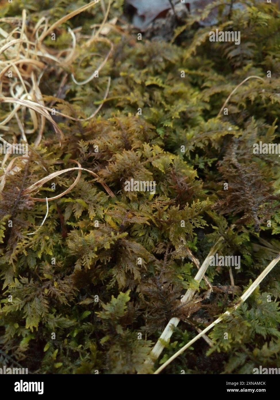 fern mosses (Thuidium) Plantae Stock Photo - Alamy