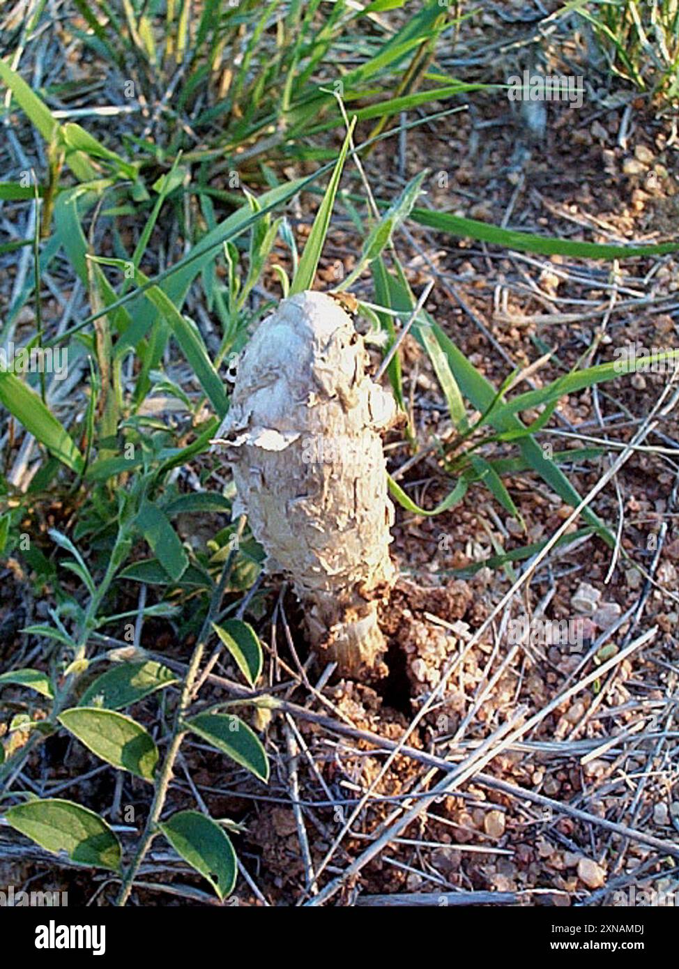 Podaxis hi-res stock photography and images - Alamy