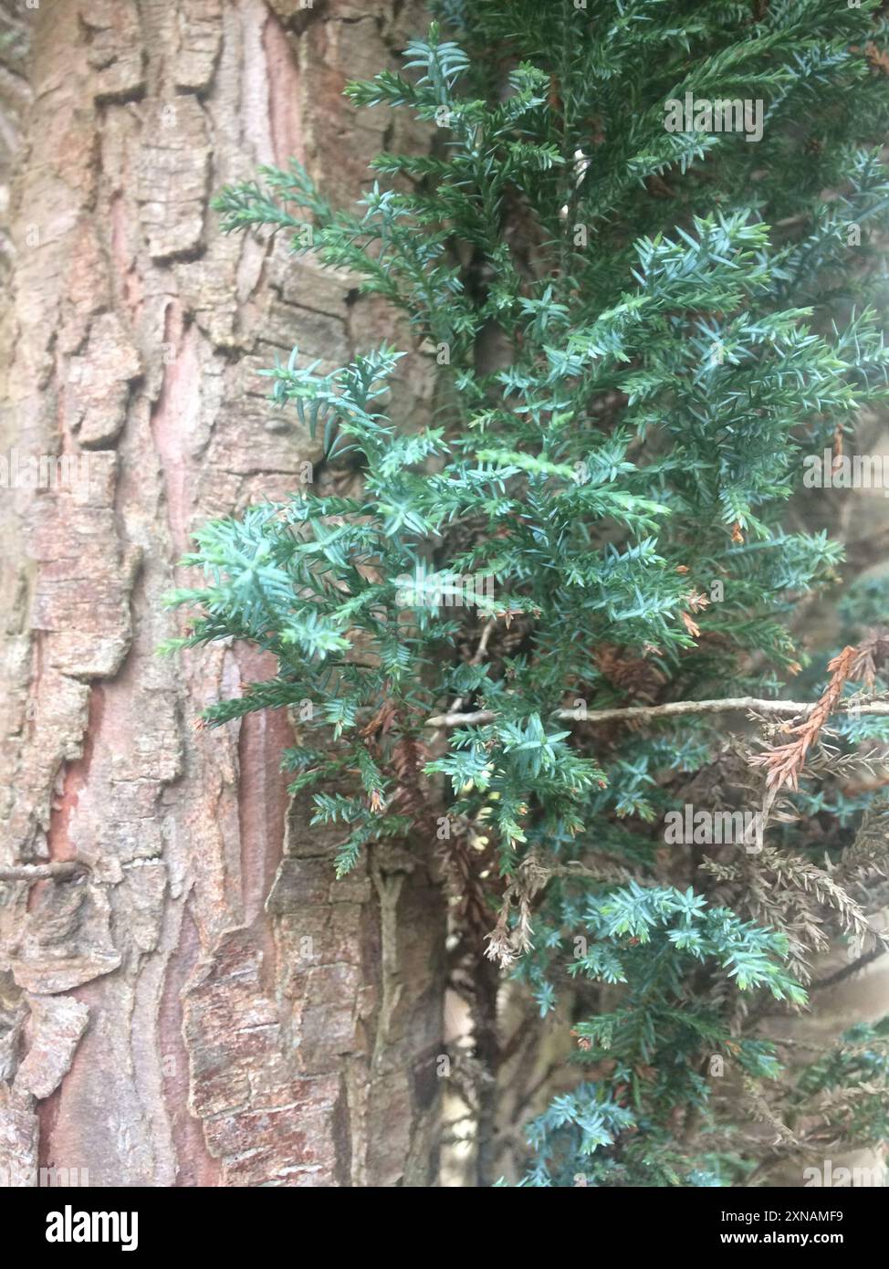 conifers (Pinopsida) Plantae Stock Photo - Alamy