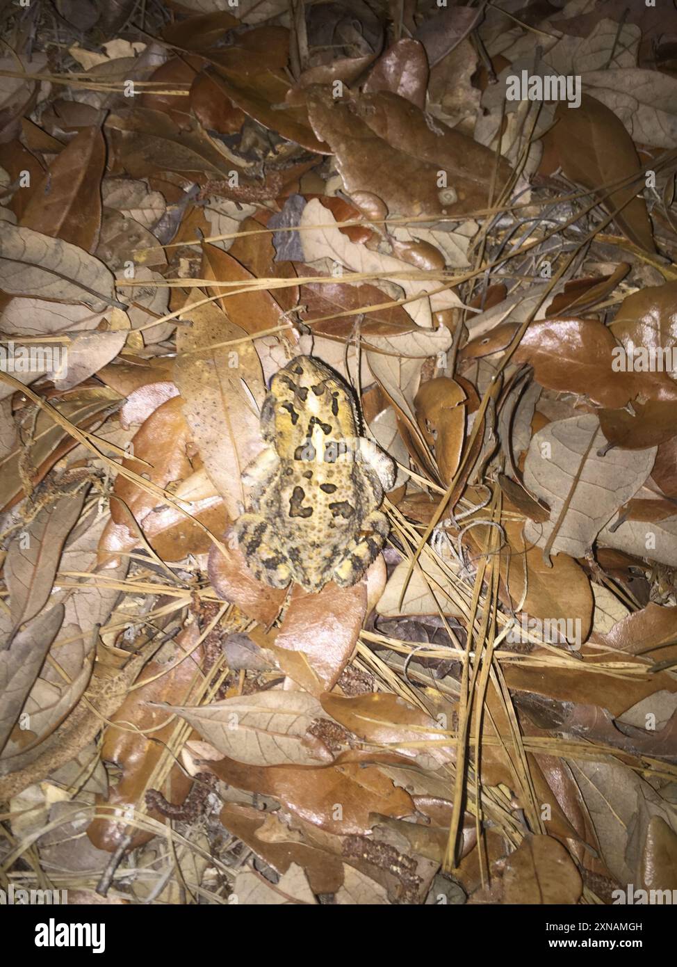 Southern Toad (Anaxyrus terrestris) Amphibia Stock Photo - Alamy