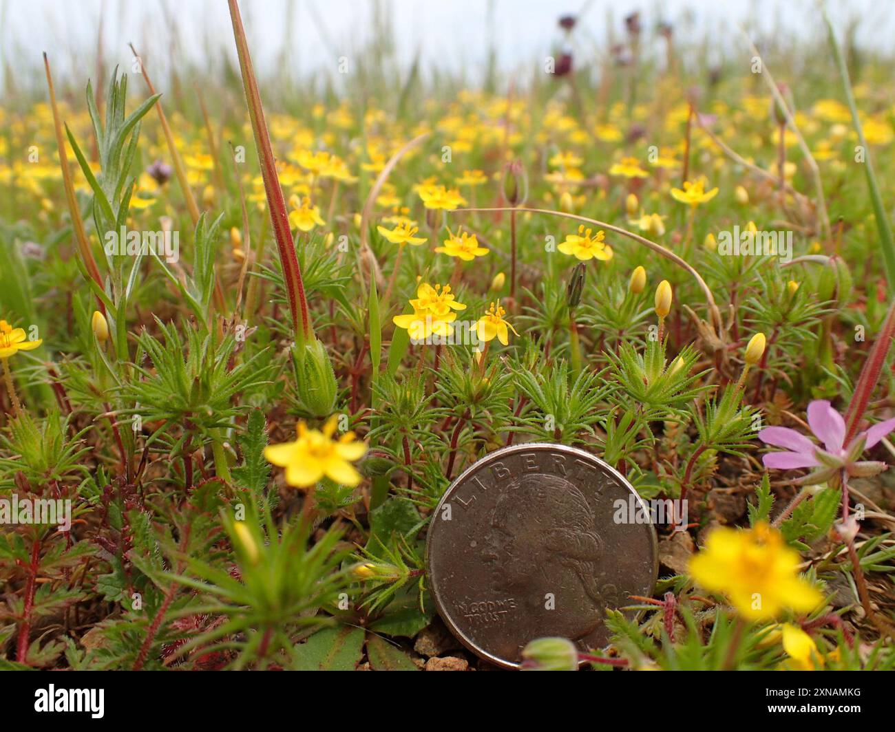 bristly leptosiphon (Leptosiphon acicularis) Plantae Stock Photo - Alamy