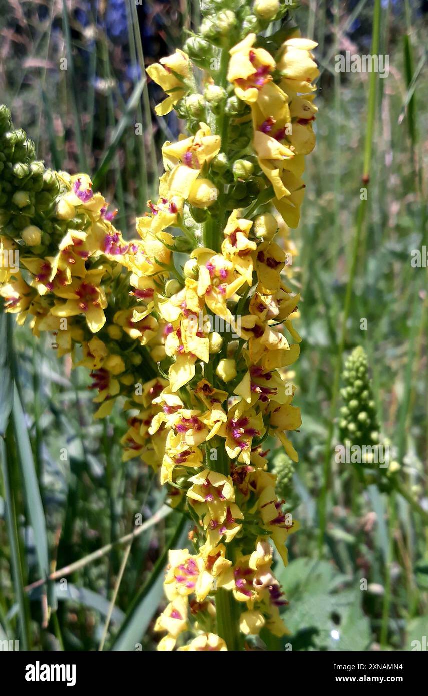 Dark Mullein (Verbascum nigrum) Plantae Stock Photo - Alamy