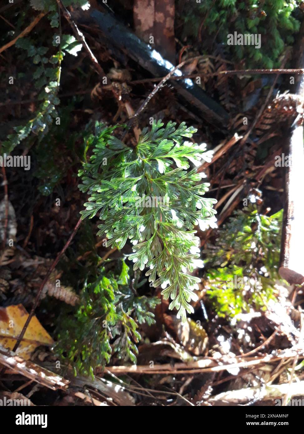 drooping filmy fern (Hymenophyllum demissum) Plantae Stock Photo - Alamy