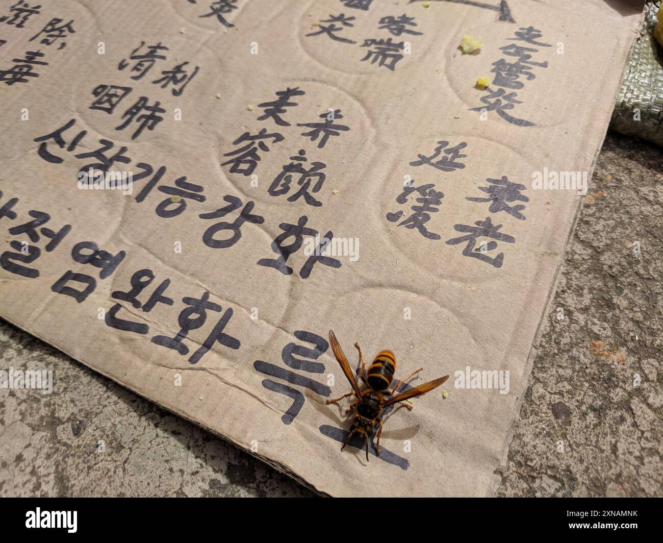 Hairy Yellow Hornet (Vespa simillima simillima) Insecta Stock Photo - Alamy
