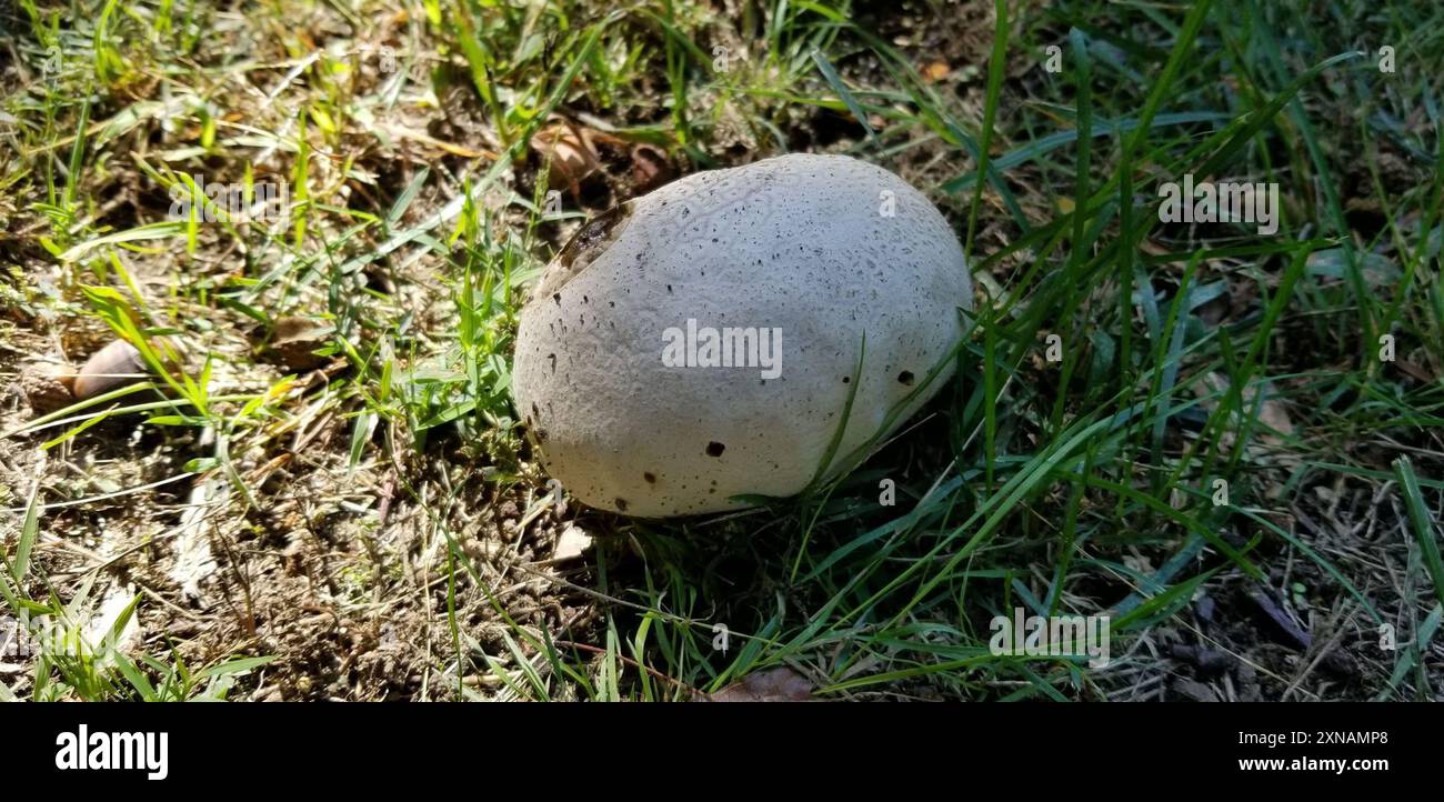 Purple-spored Puffball (Calvatia cyathiformis) Fungi Stock Photo - Alamy