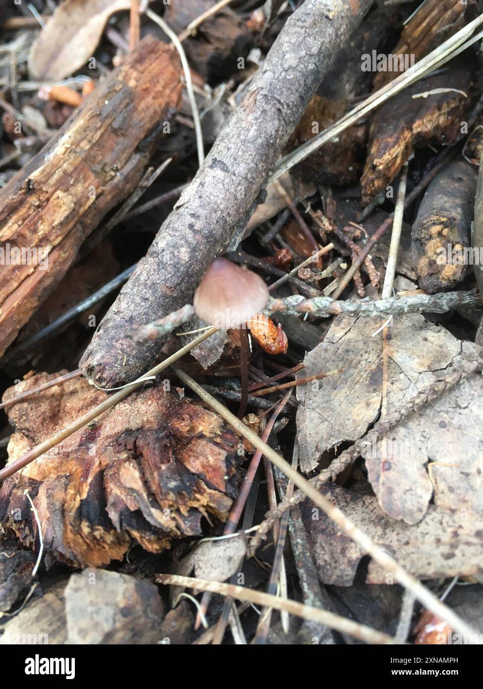 purple-edge bonnet (Mycena purpureofusca) Fungi Stock Photo - Alamy