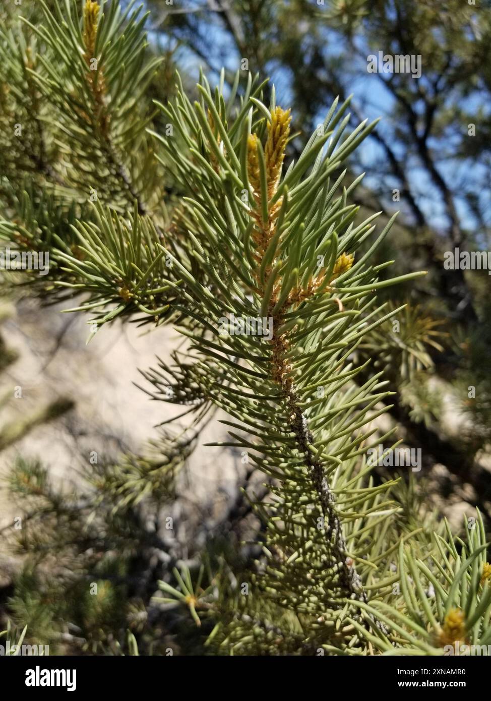 singleleaf pinyon (Pinus monophylla) Plantae Stock Photo - Alamy