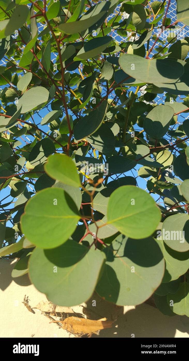 myrtle family (Myrtaceae) Plantae Stock Photo - Alamy